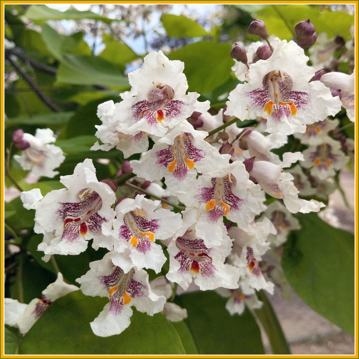 Jigsaw Puzzle | 36 pieces | Catalpa 2 | Jigidi