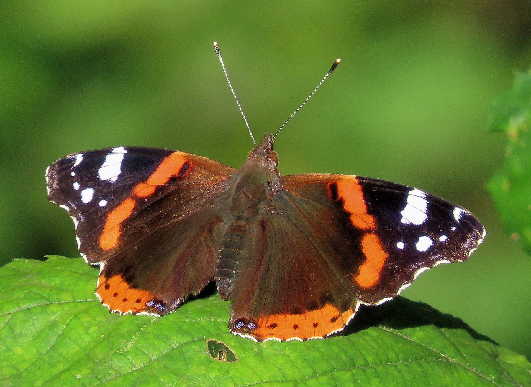 Solve a brand new one? jigsaw puzzle online with 63 pieces