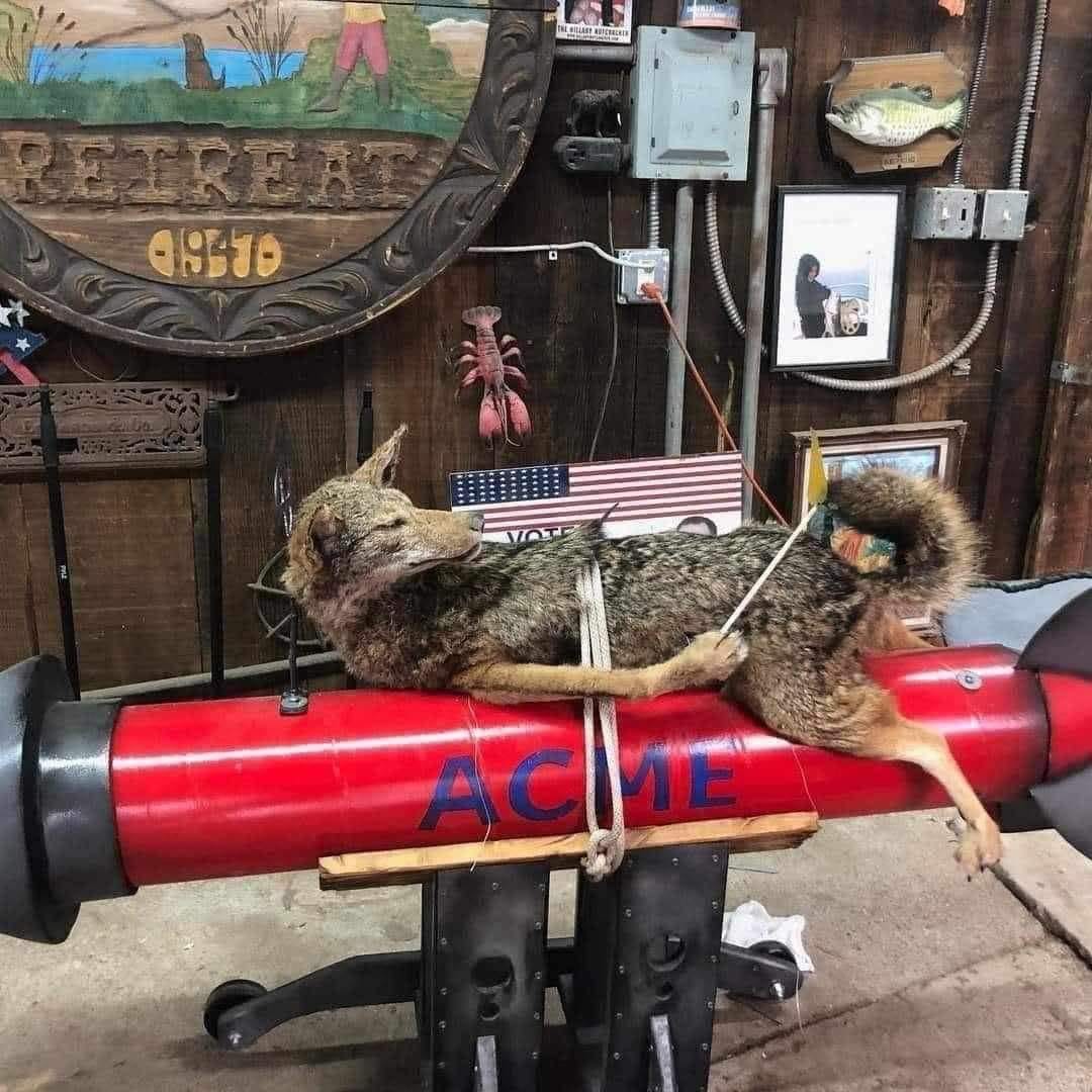 Solve Never caught the road runner! jigsaw puzzle online with 306 pieces