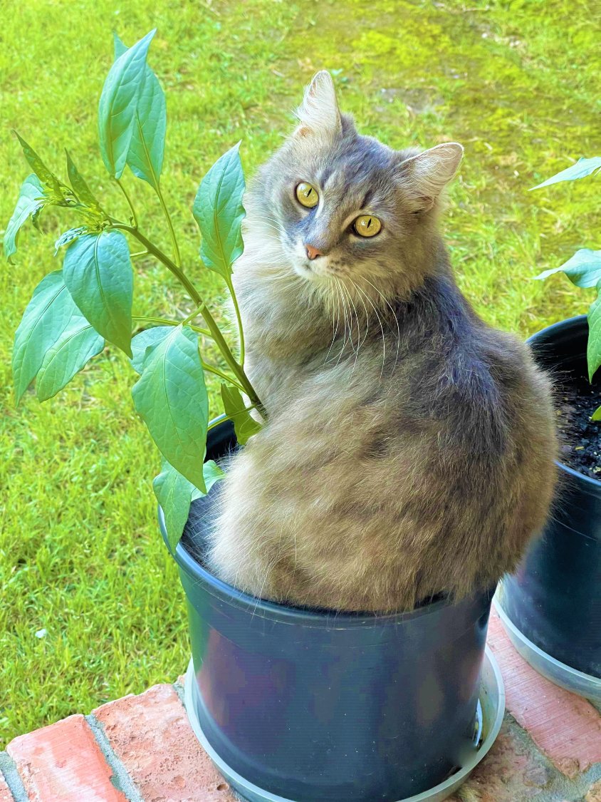 Solve Cat Dating Profiles - I love the great outdoors and would like a ...