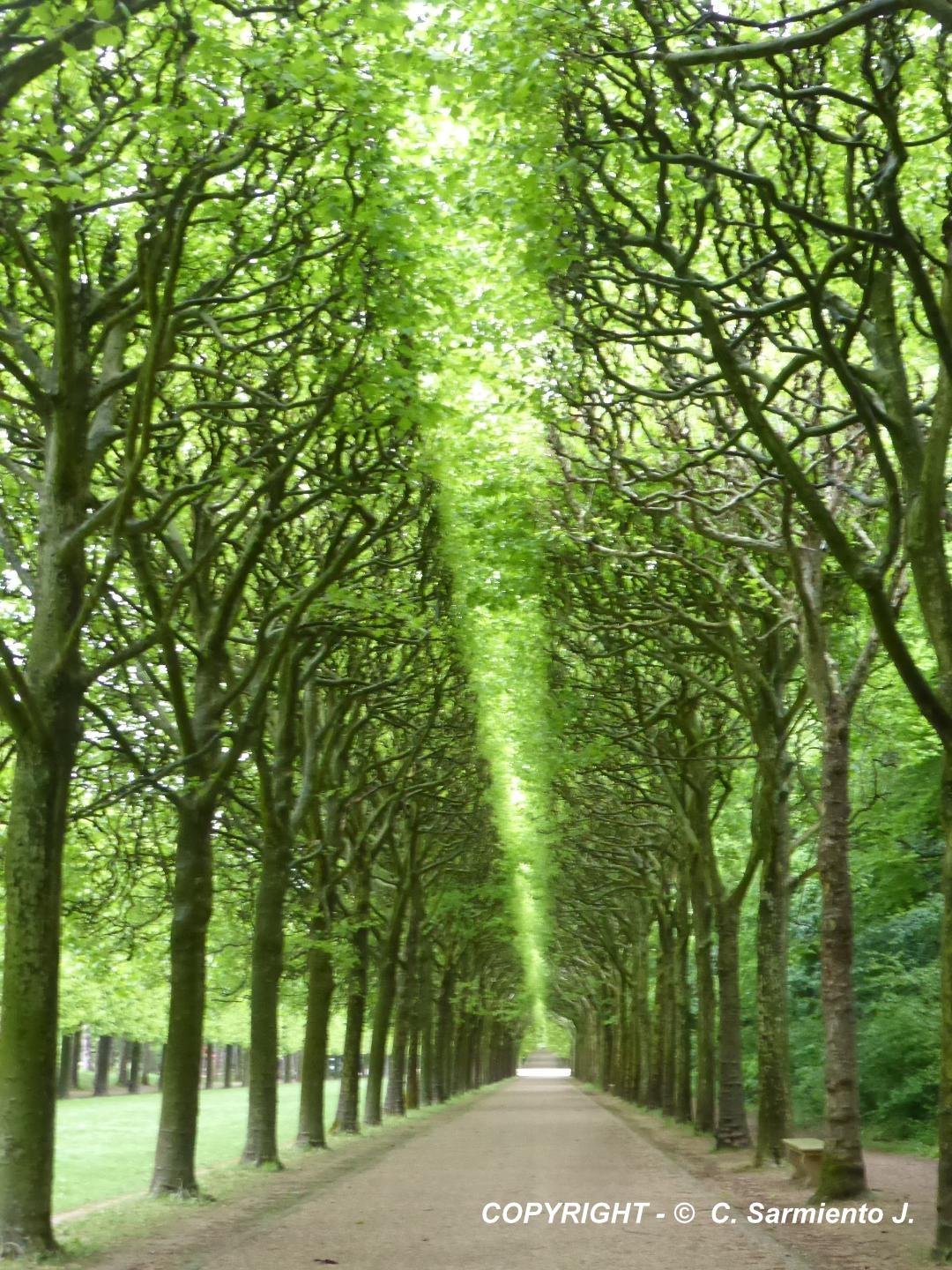 Jigsaw Puzzle | 374 pieces | TREES AND FLOWERING SHRUBS – Platanus ...