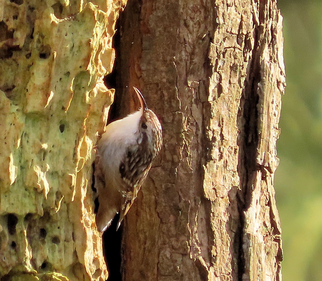 Solve short-toed treecreeper (boomkruiper) jigsaw puzzle online with 56 ...