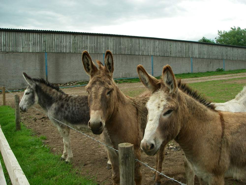 Jigsaw Puzzle | Redwings Donkey Sanctuary Norfolk England | 12 pieces ...
