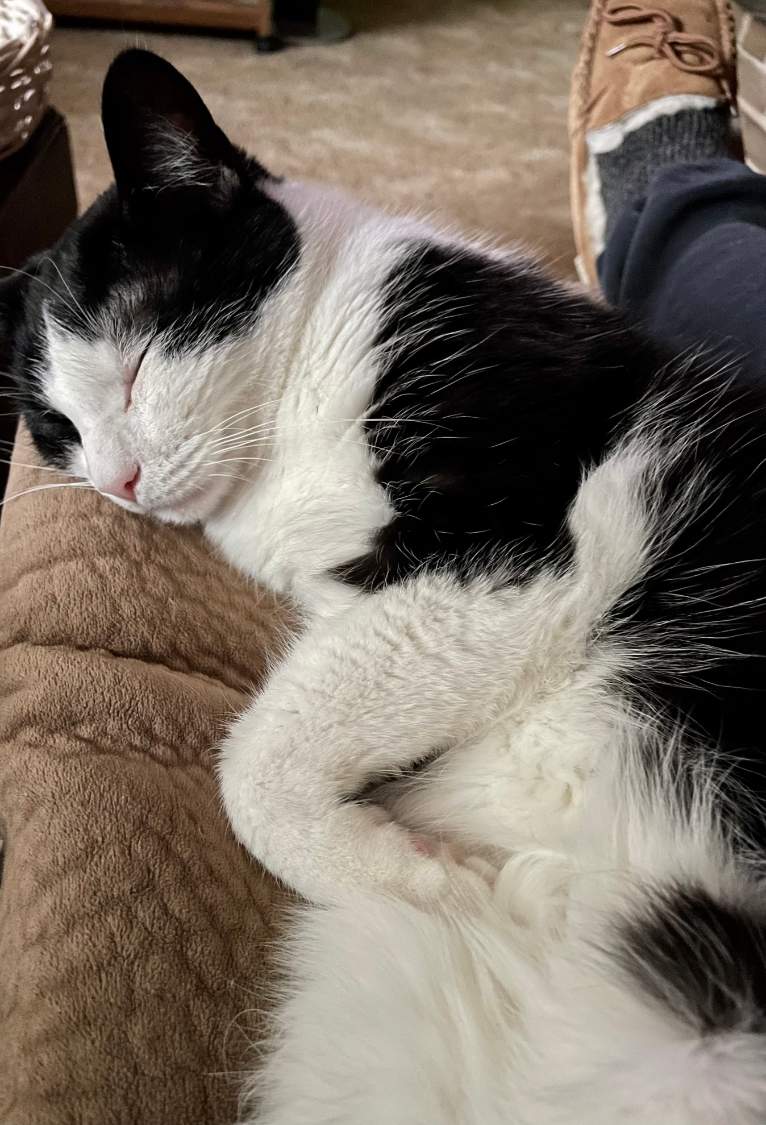 Solve Lizzie snoozing jigsaw puzzle online with 40 pieces