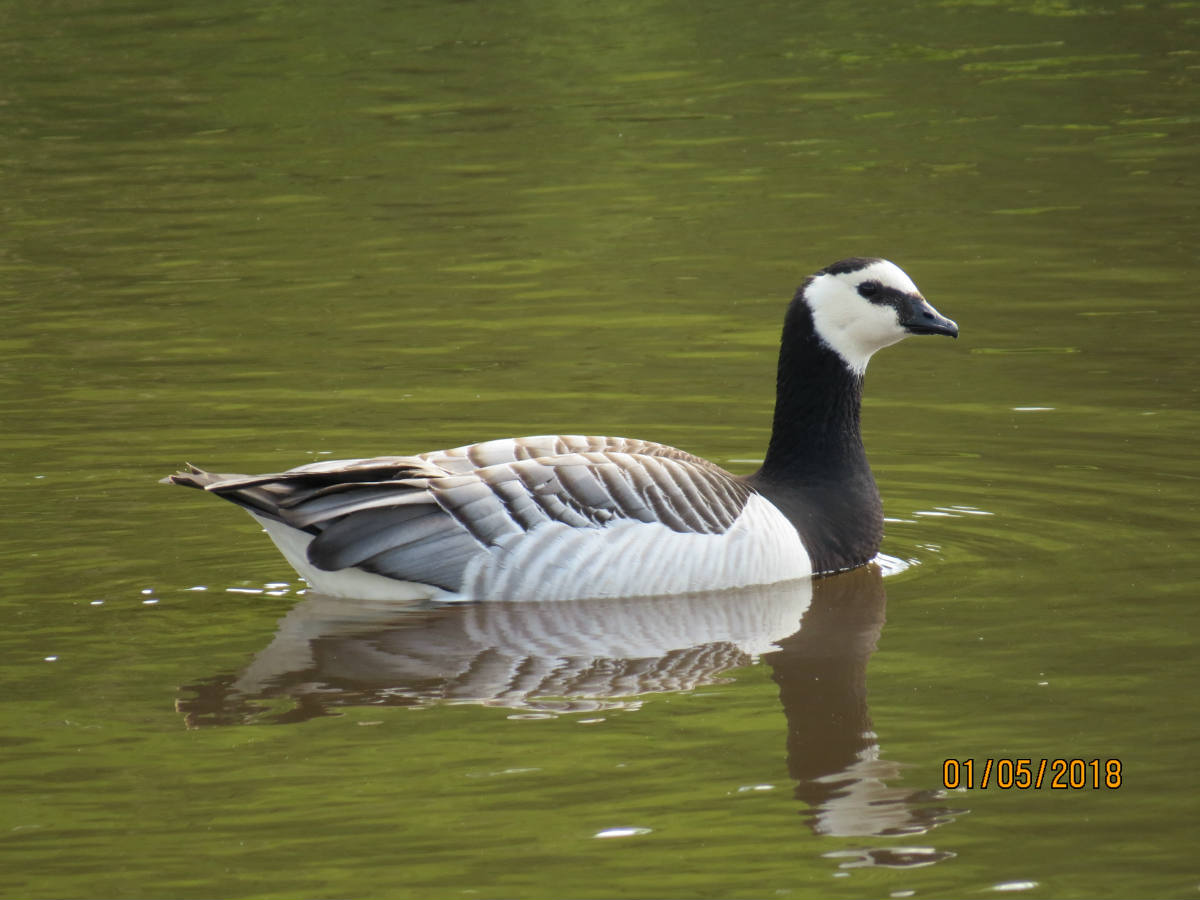 Solve Barnacle Goose with reflection. jigsaw puzzle online with 80 pieces