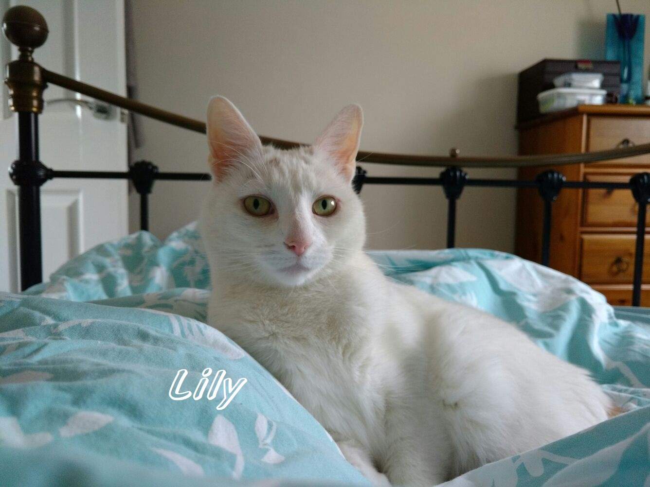 Solve Lily 0089 - Lean to jigsaw puzzle online with 99 pieces