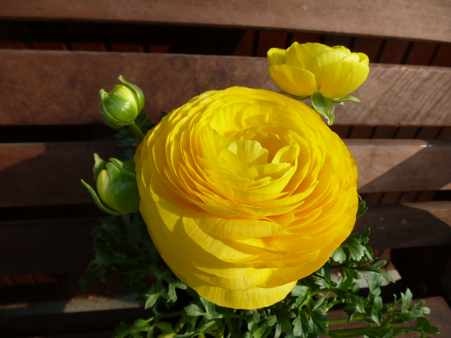 Solve Yellow ranonkels (spearworth?) jigsaw puzzle online with 80 pieces