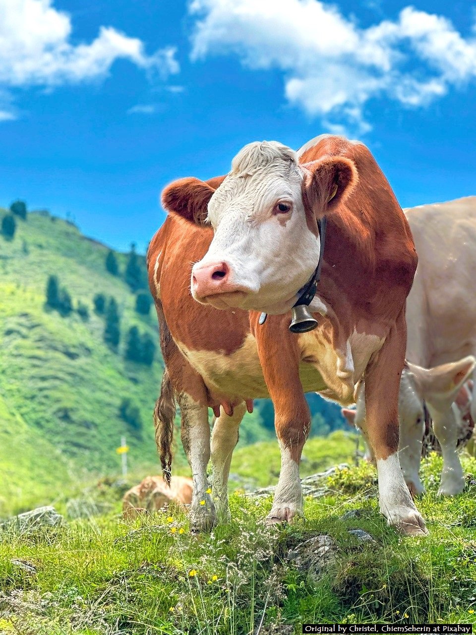 Solve Cow in an alpine meadow 🔔 jigsaw puzzle online with 48 pieces