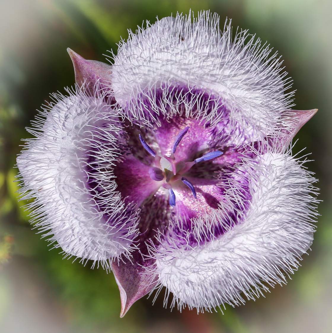 Solve CAT'S EAR jigsaw puzzle online with 81 pieces