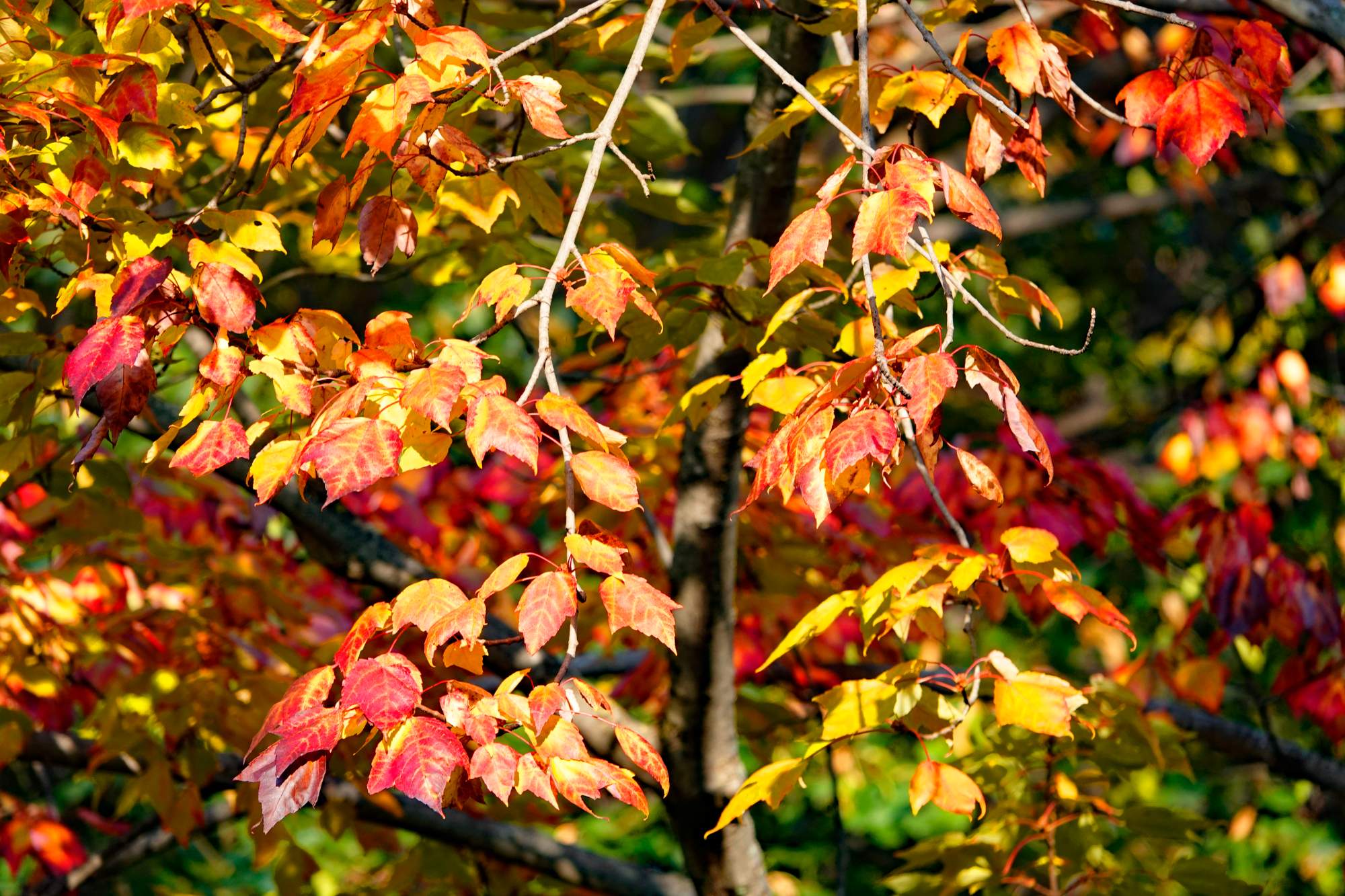 Solve Fall Leaves jigsaw puzzle online with 247 pieces