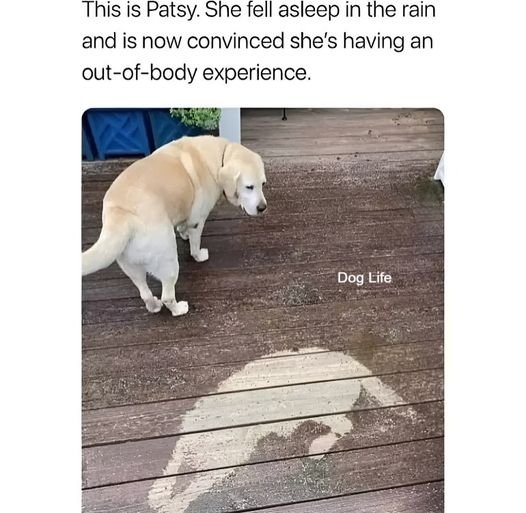 Solve Wobblybear's Fun Stuff (wbfs) - Patsy the dog has an out of body ...