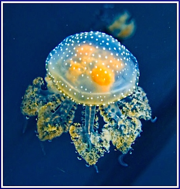 Solve THEME: Sea Creatures - Colorful Jelly jigsaw puzzle online with ...