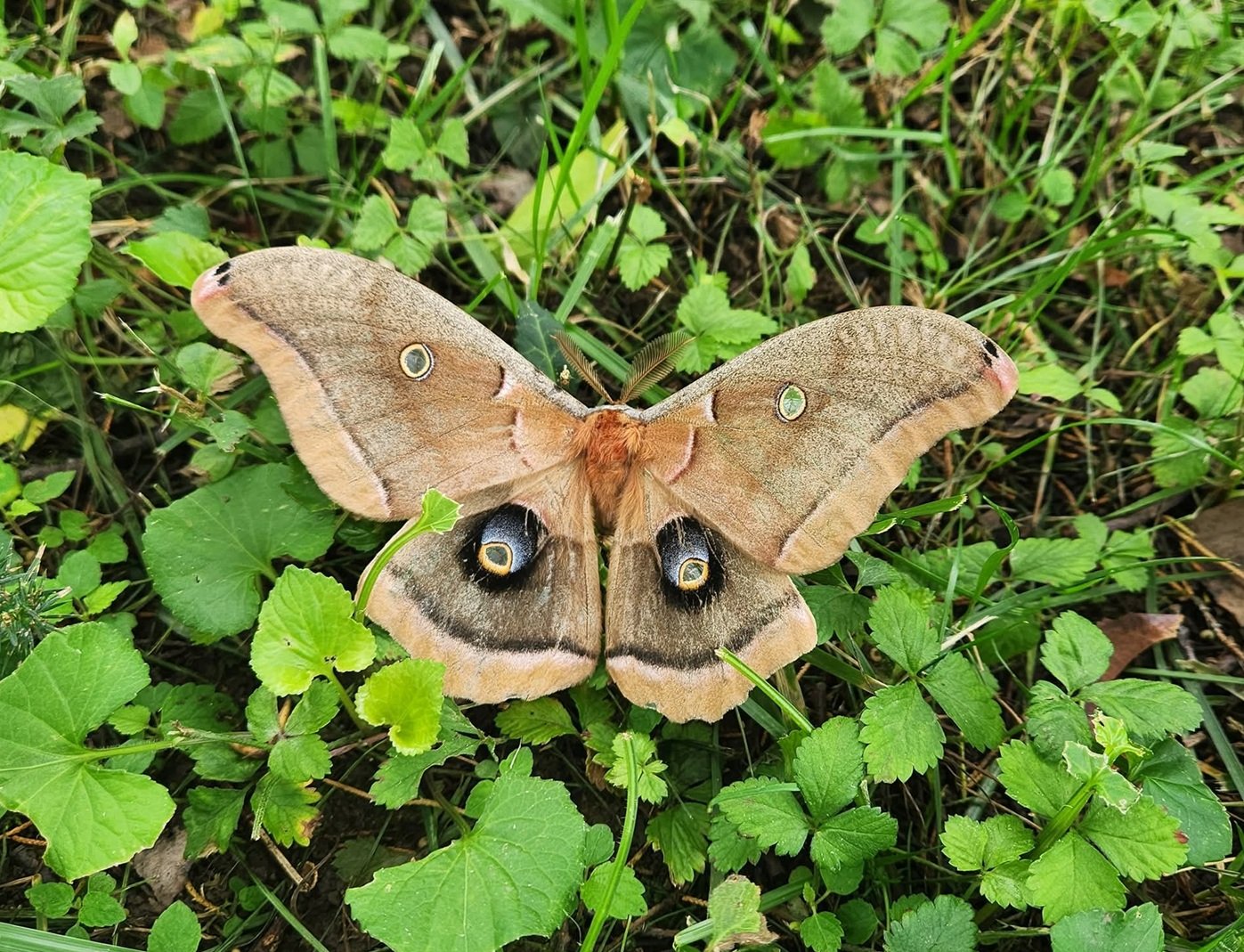 Solve Antheraea polyphemus (Polyphemus moth) jigsaw puzzle online with ...