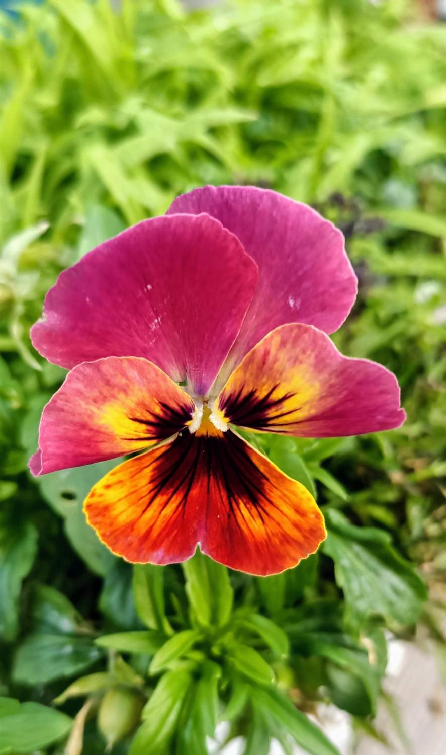 Solve Pansie 2 jigsaw puzzle online with 104 pieces