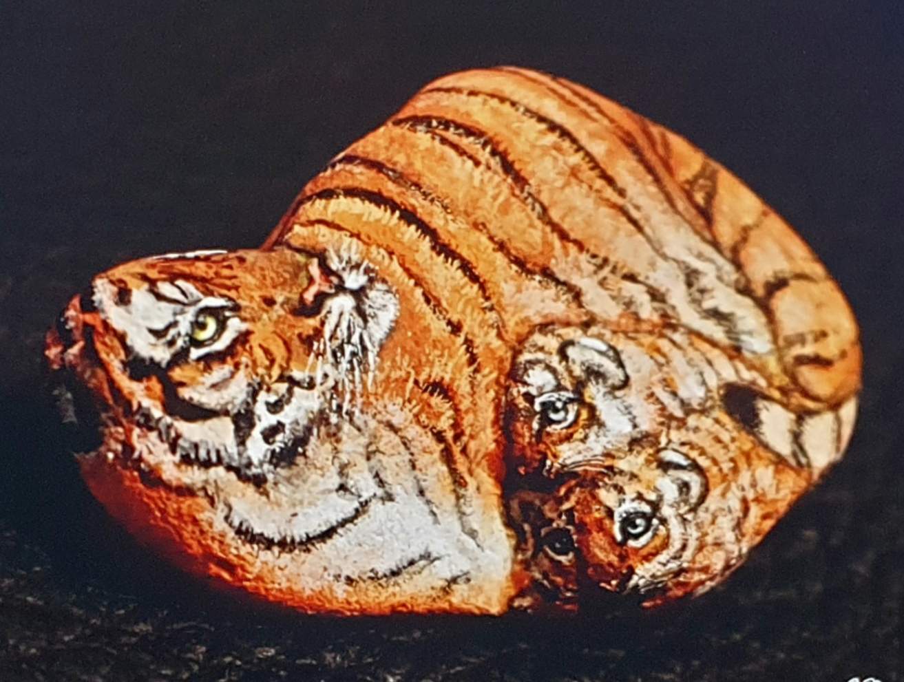 Solve TIGERS jigsaw puzzle online with 30 pieces