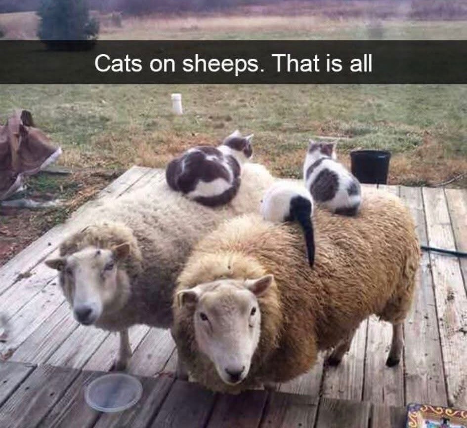 Solve Just because… 🤷‍♀️ jigsaw puzzle online with 9 pieces