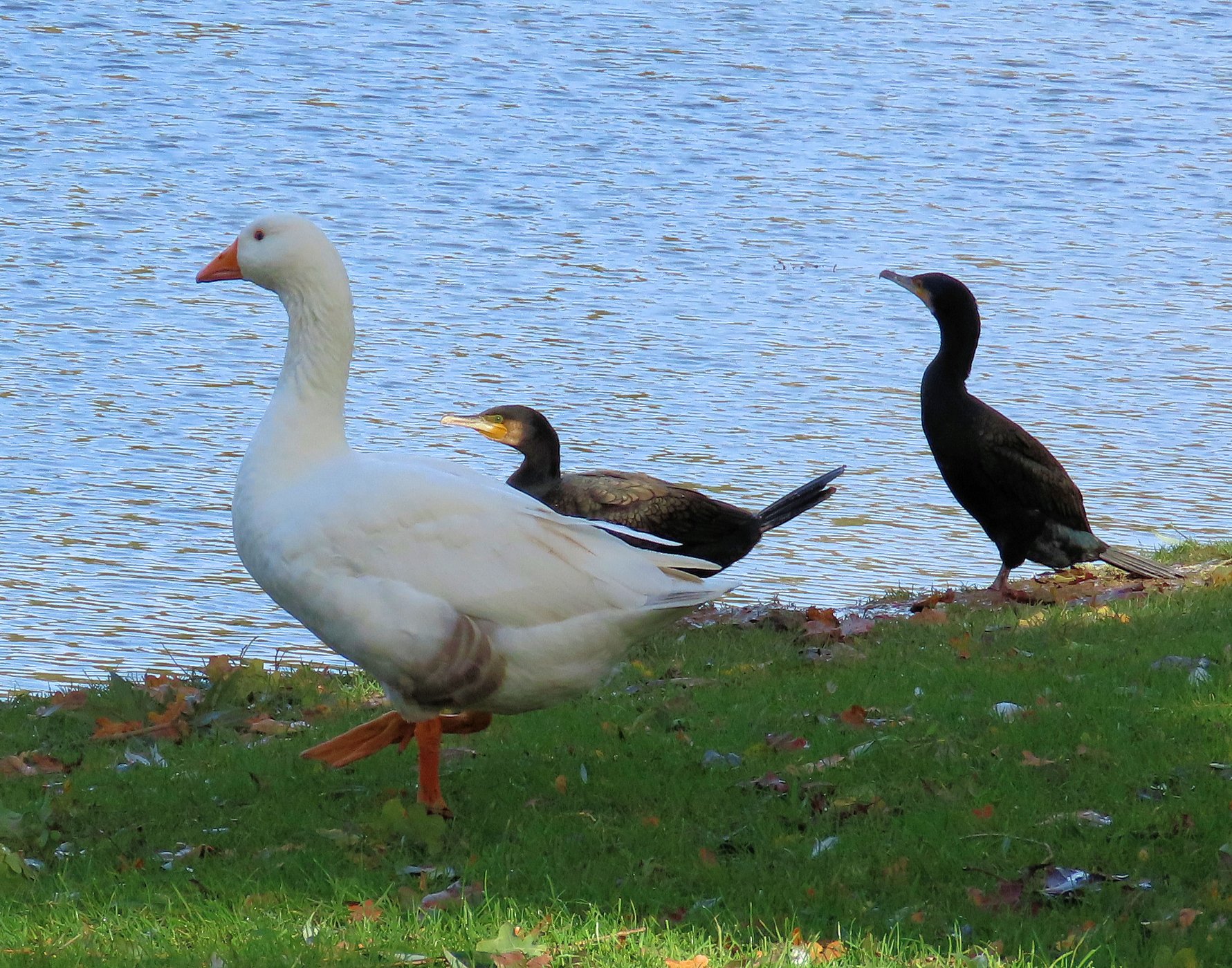 Solve Pomeranian goose and cormorants (pommerse gans en aalscholvers ...