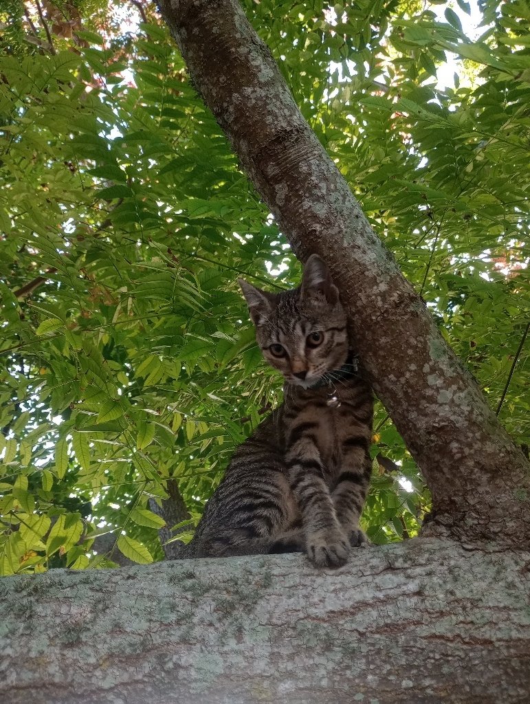 Solve cute kitty in a tree jigsaw puzzle online with 35 pieces