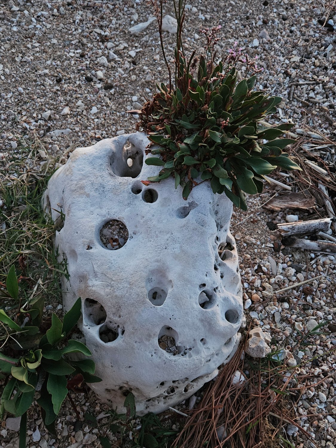 Solve Stein am Strand einer Karstküste / Stone on the beach of a karst ...