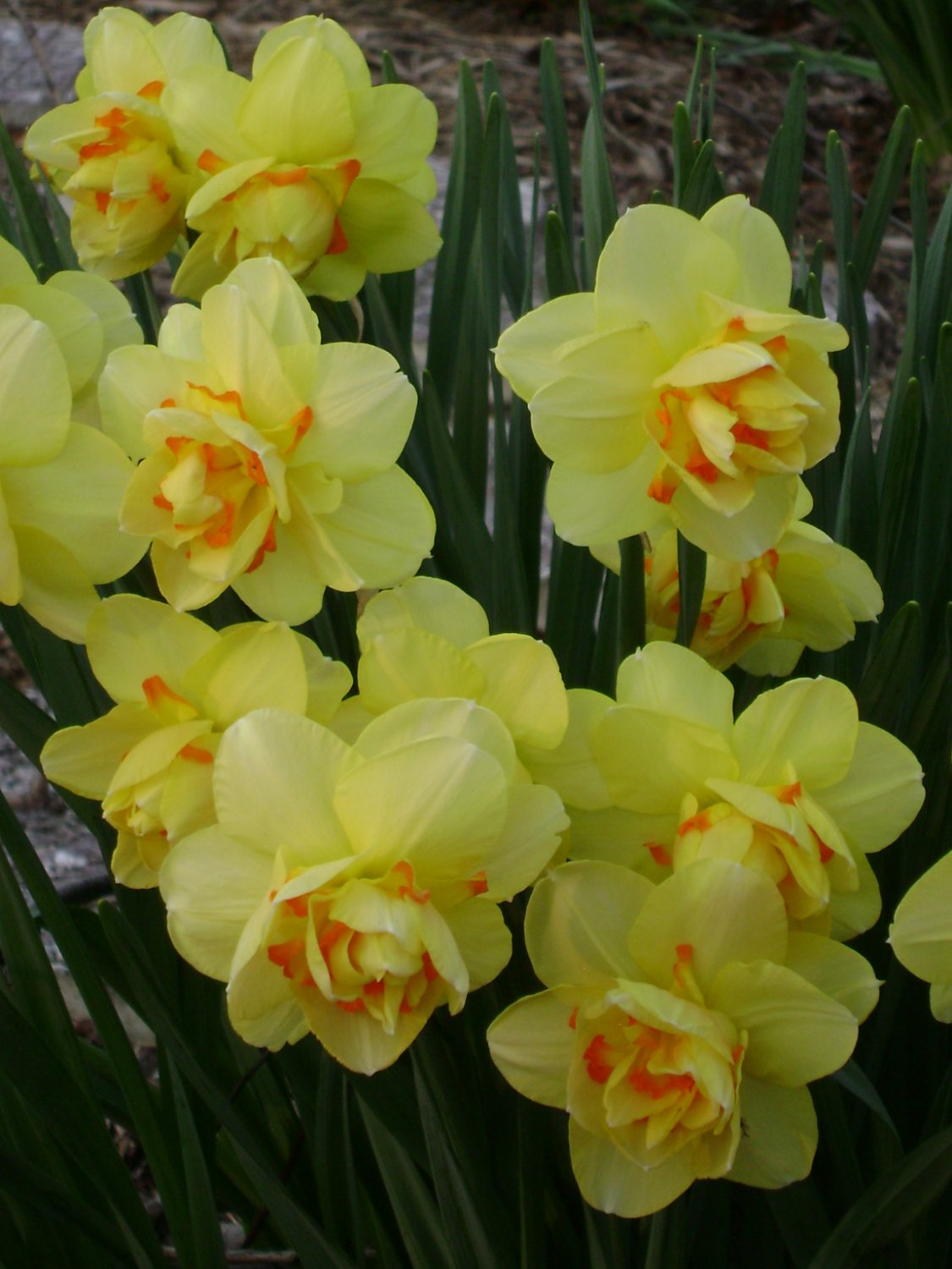 Solve Time for Daffies jigsaw puzzle online with 80 pieces