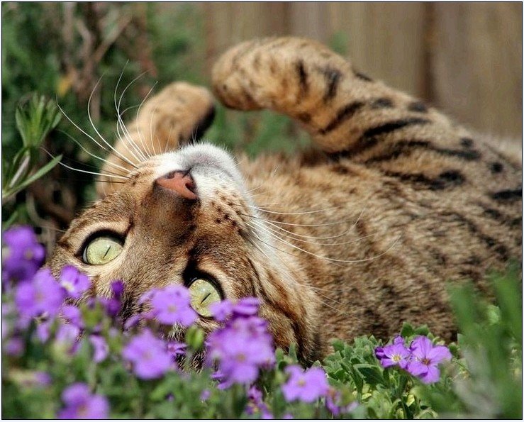 Solve Relax jigsaw puzzle online with 63 pieces