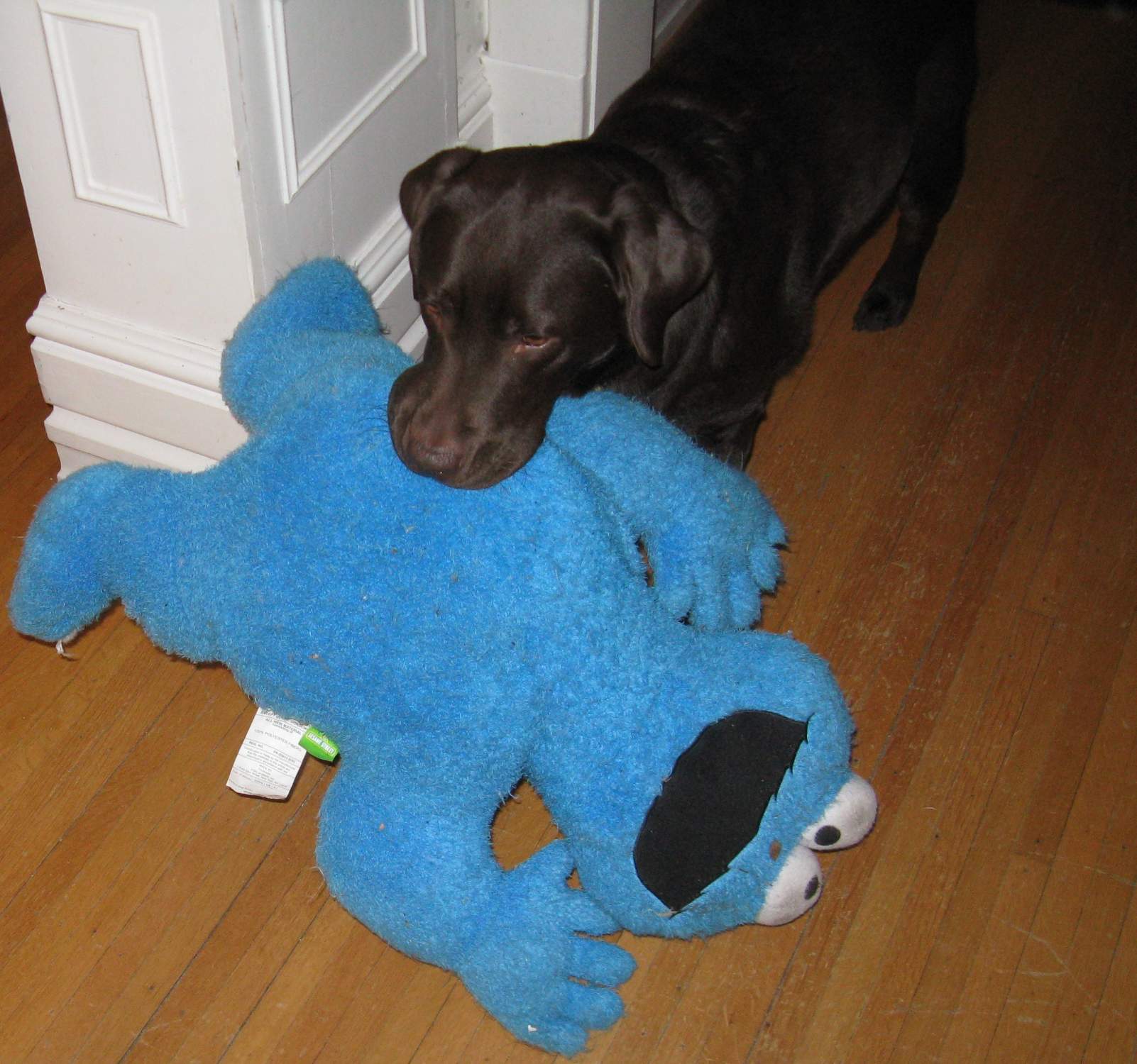 Solve Chloe vs. Cookie Monster jigsaw puzzle online with 400 pieces