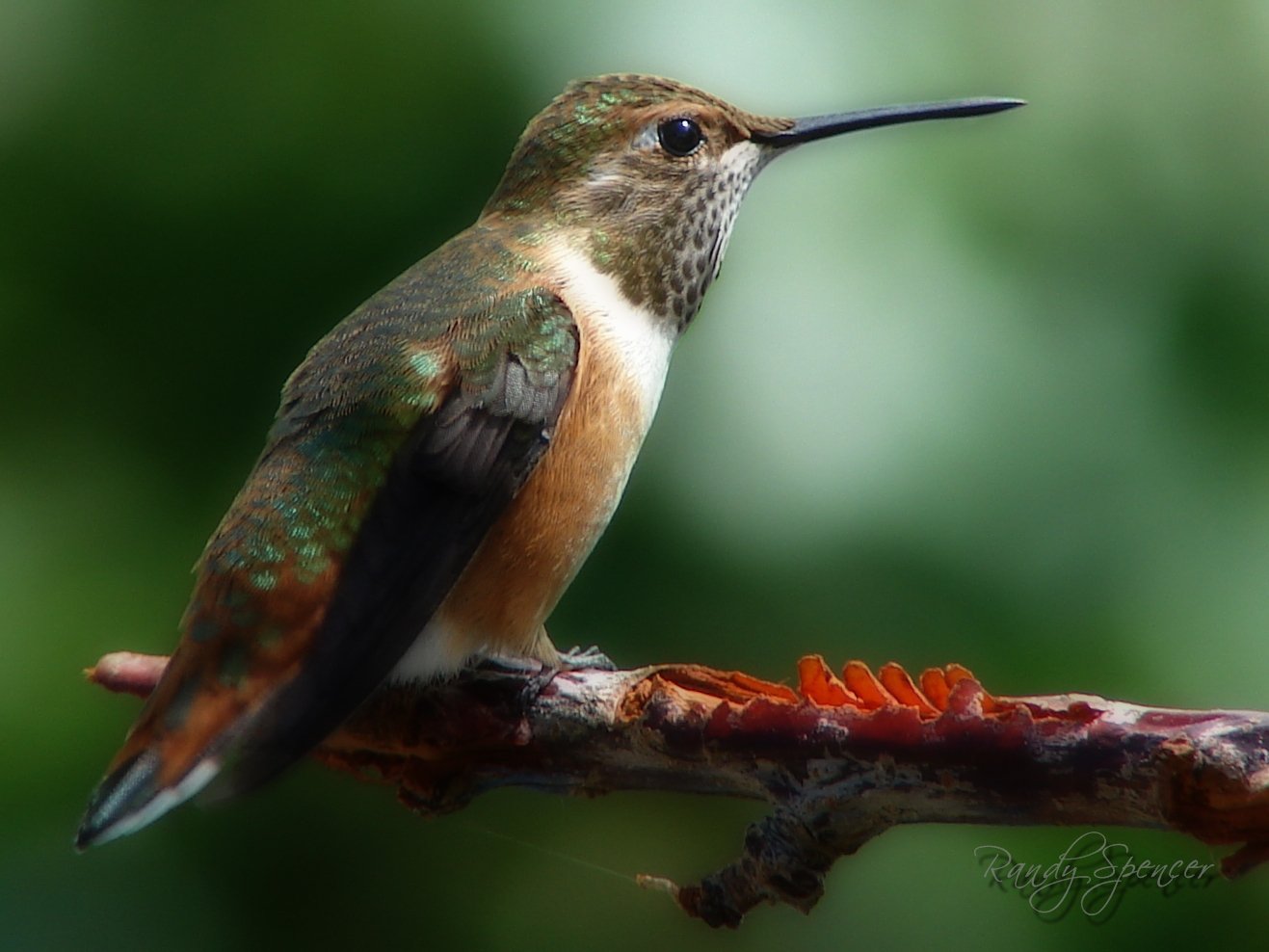 Solve Rufus Humming Bird jigsaw puzzle online with 108 pieces