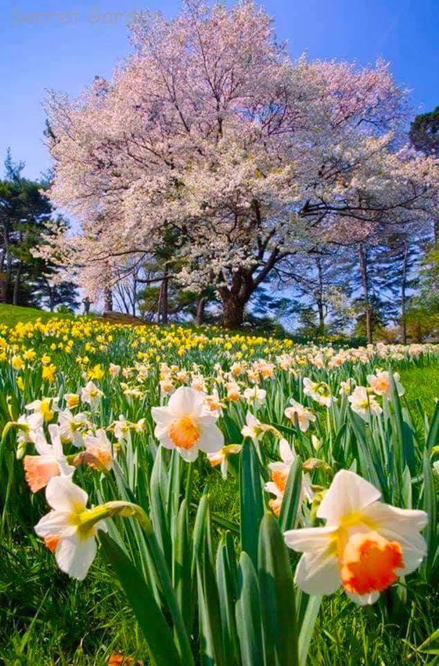 Solve Spring jigsaw puzzle online with 176 pieces