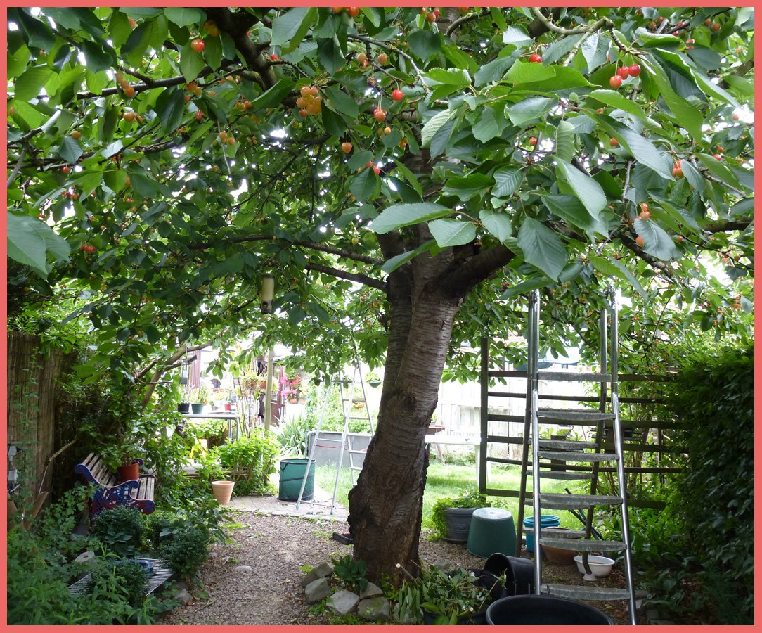 Solve White cherries on the tree. Witte kersen aan de boom. jigsaw ...