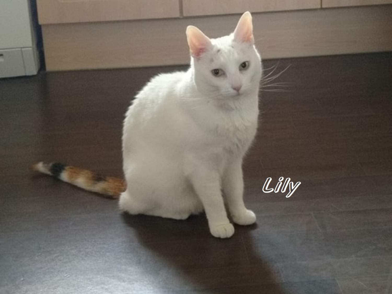 Solve Lily 0319 - After a visit to the vet, a bit droopy (*Pick the ...