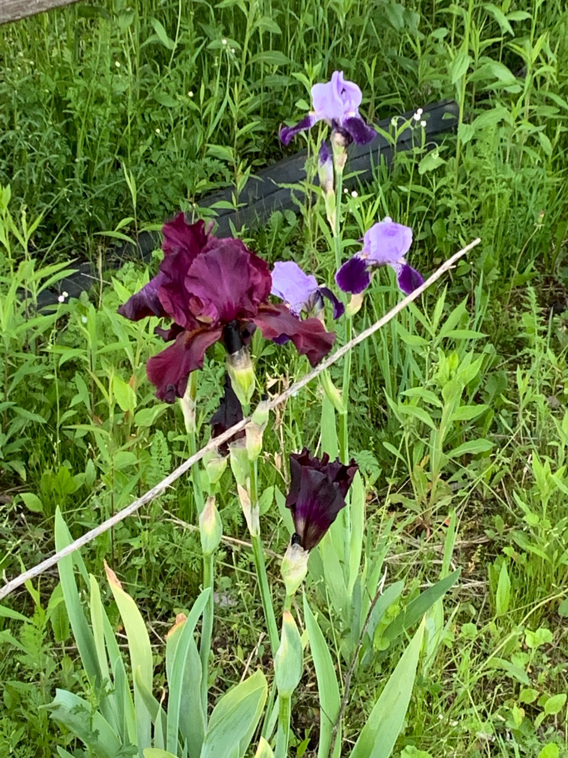 Solve 61318511618__B4954D54-3D8B-4DB9-8DE8-02A8C5A5CB51 jigsaw puzzle ...