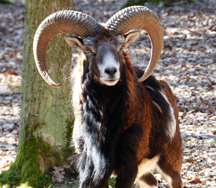 Solve Muflon - moufflon jigsaw puzzle online with 12 pieces