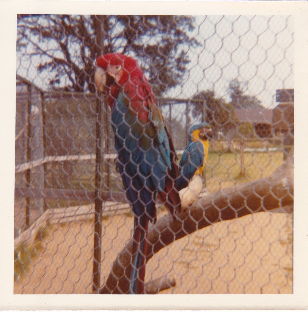 Solve Longleat Safari Park (UK) 1970 - 20 of 20 parrots (last in this ...