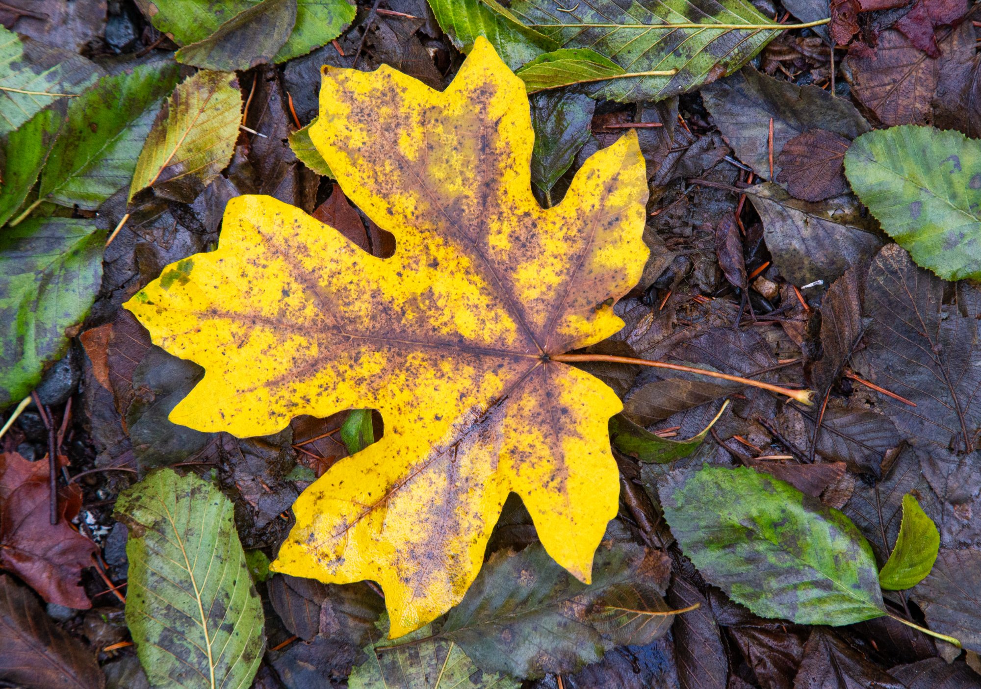 Solve FALLEN LEAF jigsaw puzzle online with 96 pieces