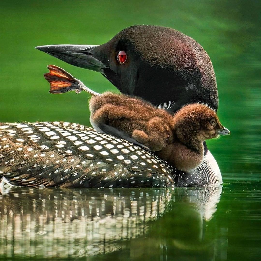 Solve Almost ready dad! jigsaw puzzle online with 81 pieces