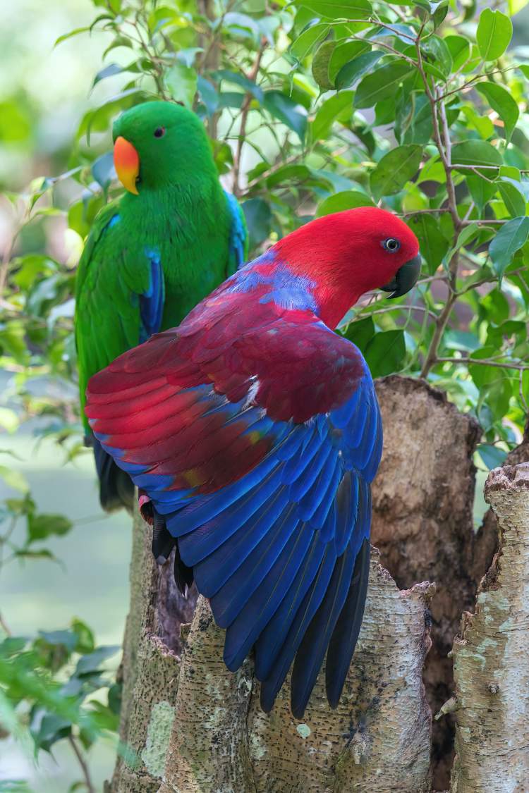 Solve A colourful female Eclectus Parrot poses in the foreground, with ...