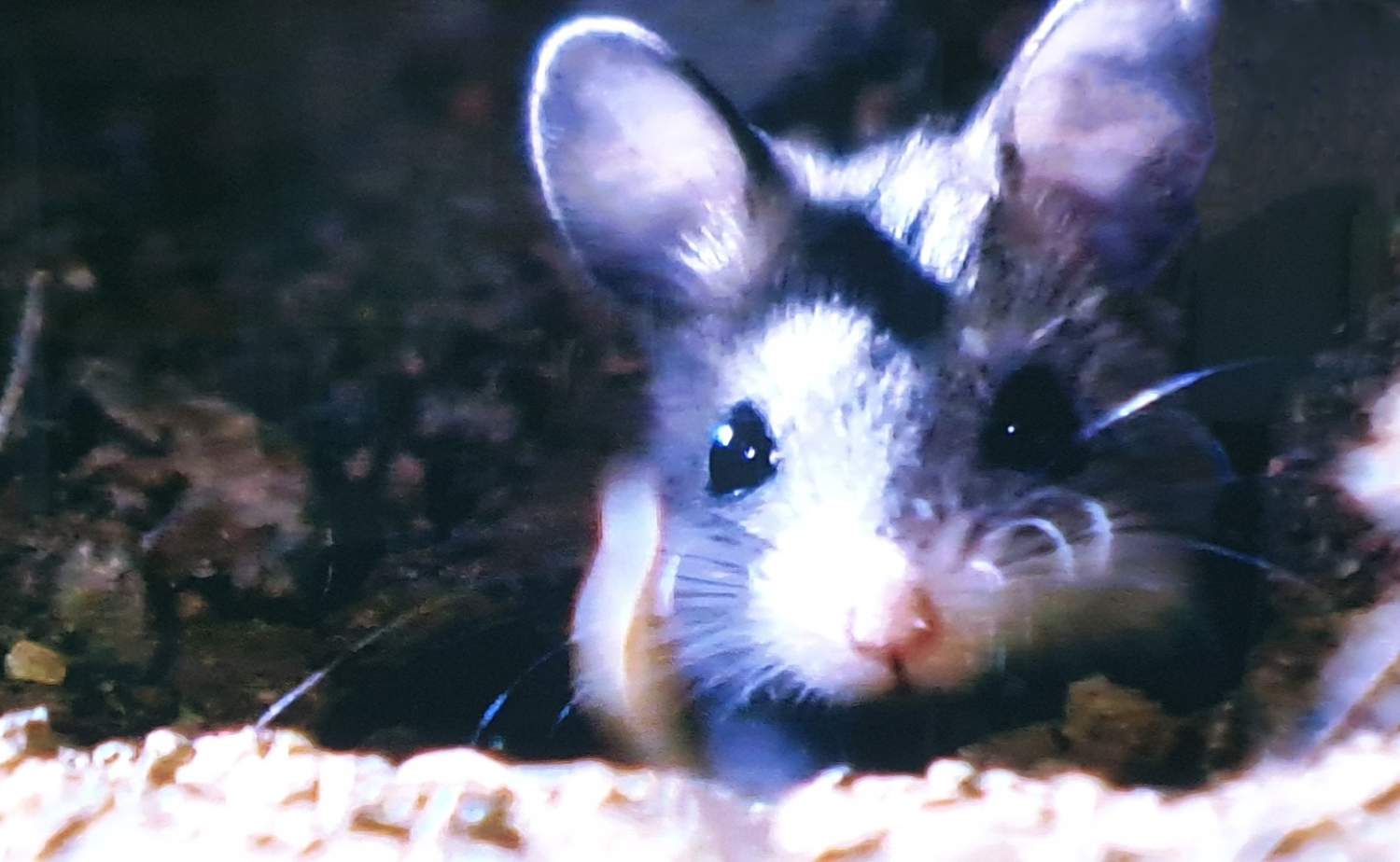 Solve GRASSHOPPER MOUSE EXITING HER DEN jigsaw puzzle online with 60 pieces