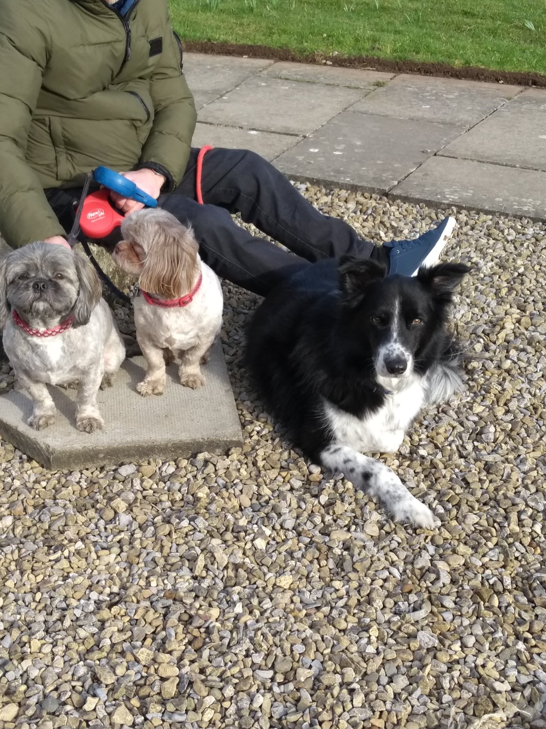 Solve Collie Dog. jigsaw puzzle online with 300 pieces