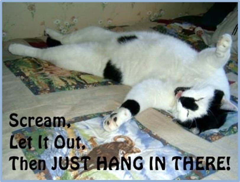 Solve Hang In There! jigsaw puzzle online with 35 pieces