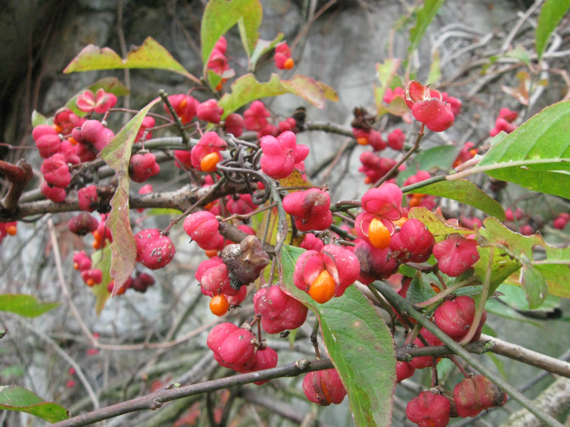 Solve Navadna trdoleska - Common spindle - Euonymus europaeus jigsaw ...