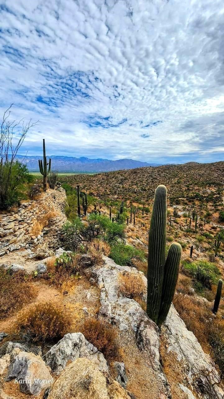 Solve The Sonoran Desert jigsaw puzzle online with 120 pieces