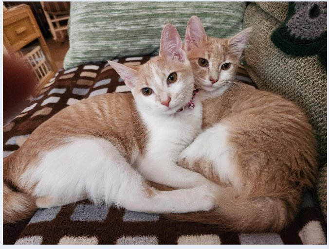 Solve Mango and Strawberry jigsaw puzzle online with 20 pieces