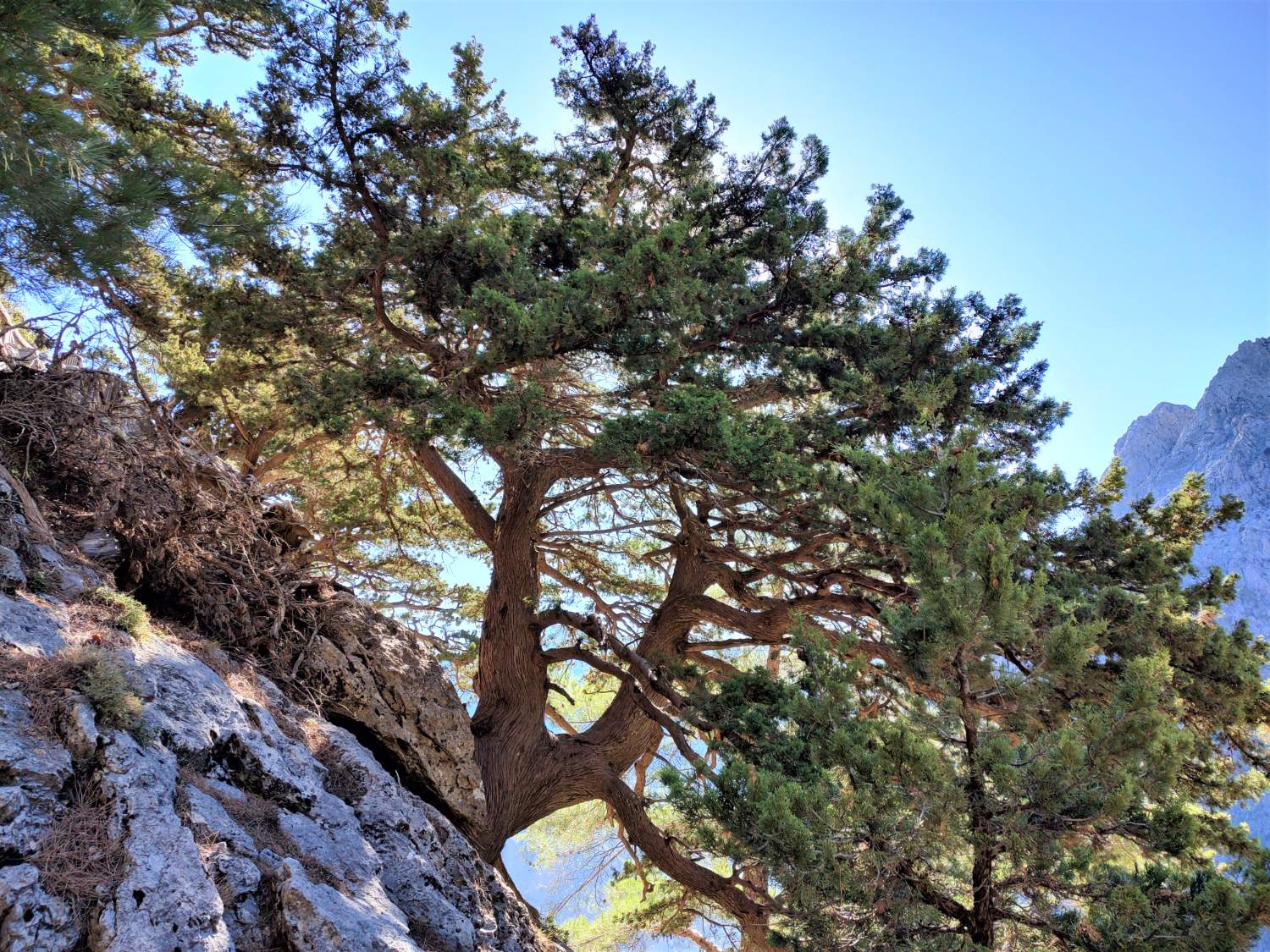 Solve Cypřiš v soutěsce Samaria, Kréta, Řecko / A cypress tree in the ...