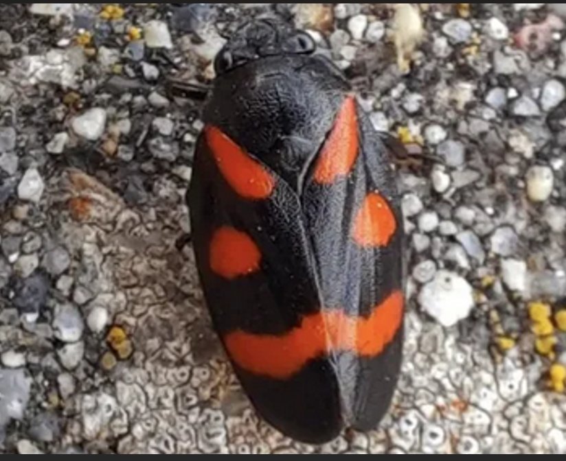 Solve The Cercopidae (Frog Hopper) Colors Make It Look Really Menacing ...