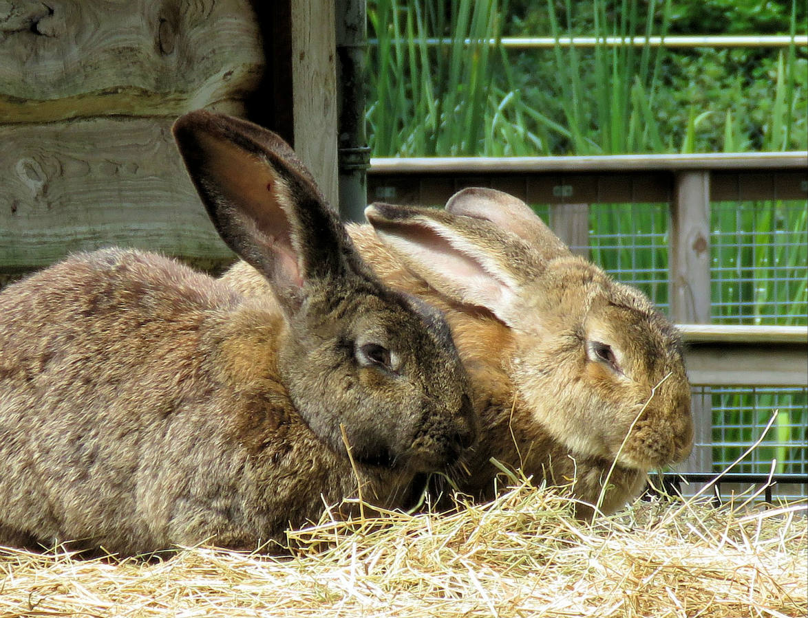 Solve European rabbits, or coneys (vlaamse reuzen) jigsaw puzzle online ...