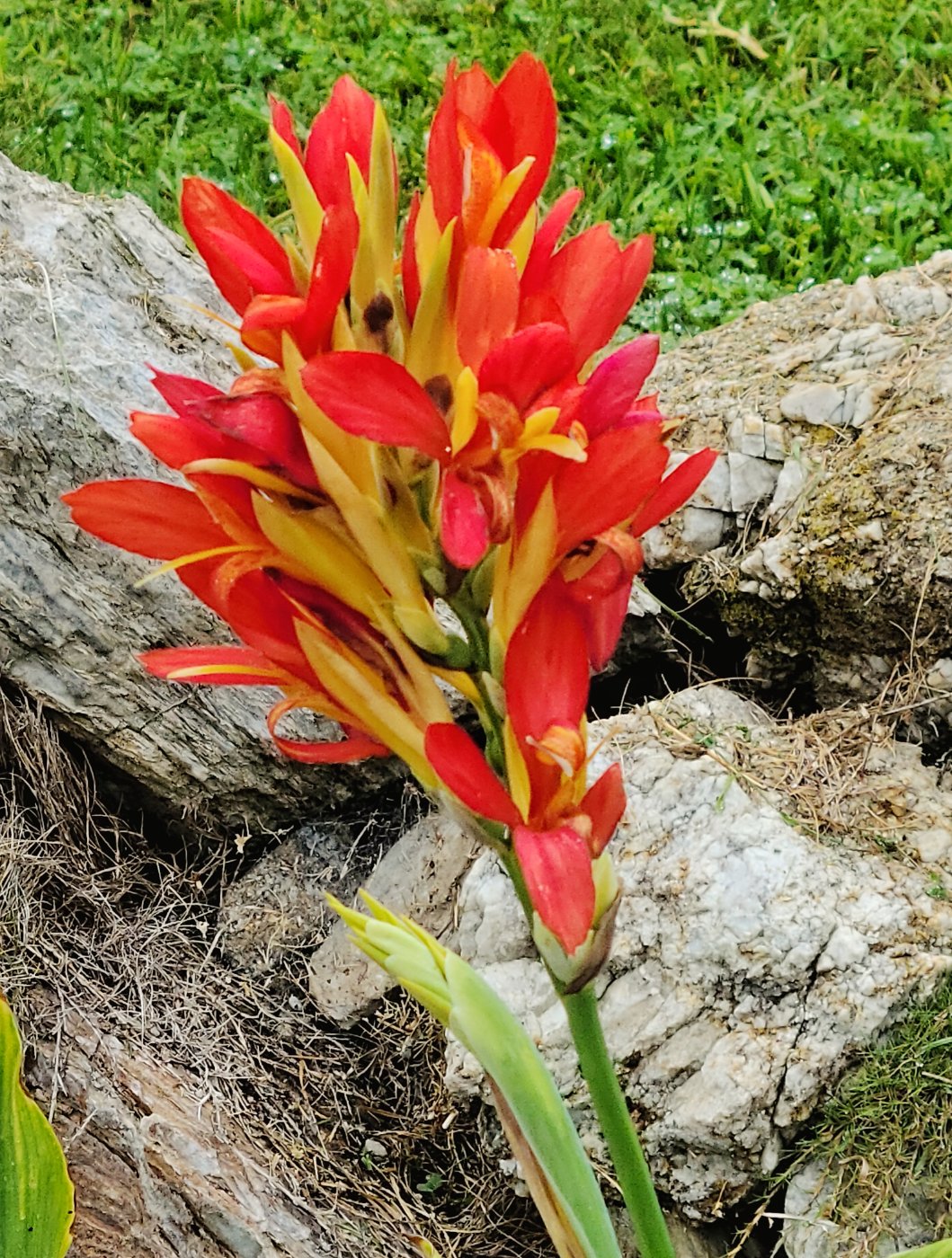 Solve Red Cannas on Rocks jigsaw puzzle online with 35 pieces