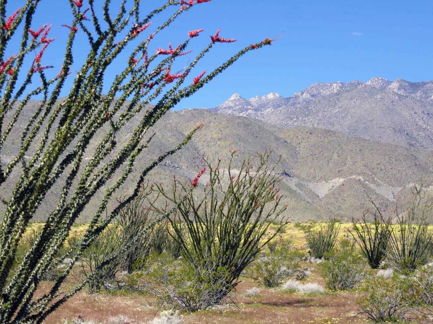 Solve Ocotillo Forest, Anza Borrego State Park jigsaw puzzle online ...
