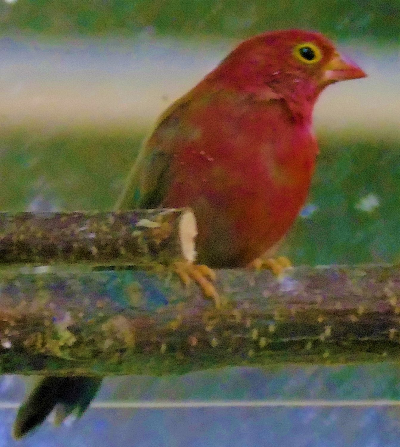 Solve RED FIRE FINCH JOSEPH L POPP JR CONSERVATORY ONEONTA NY jigsaw ...