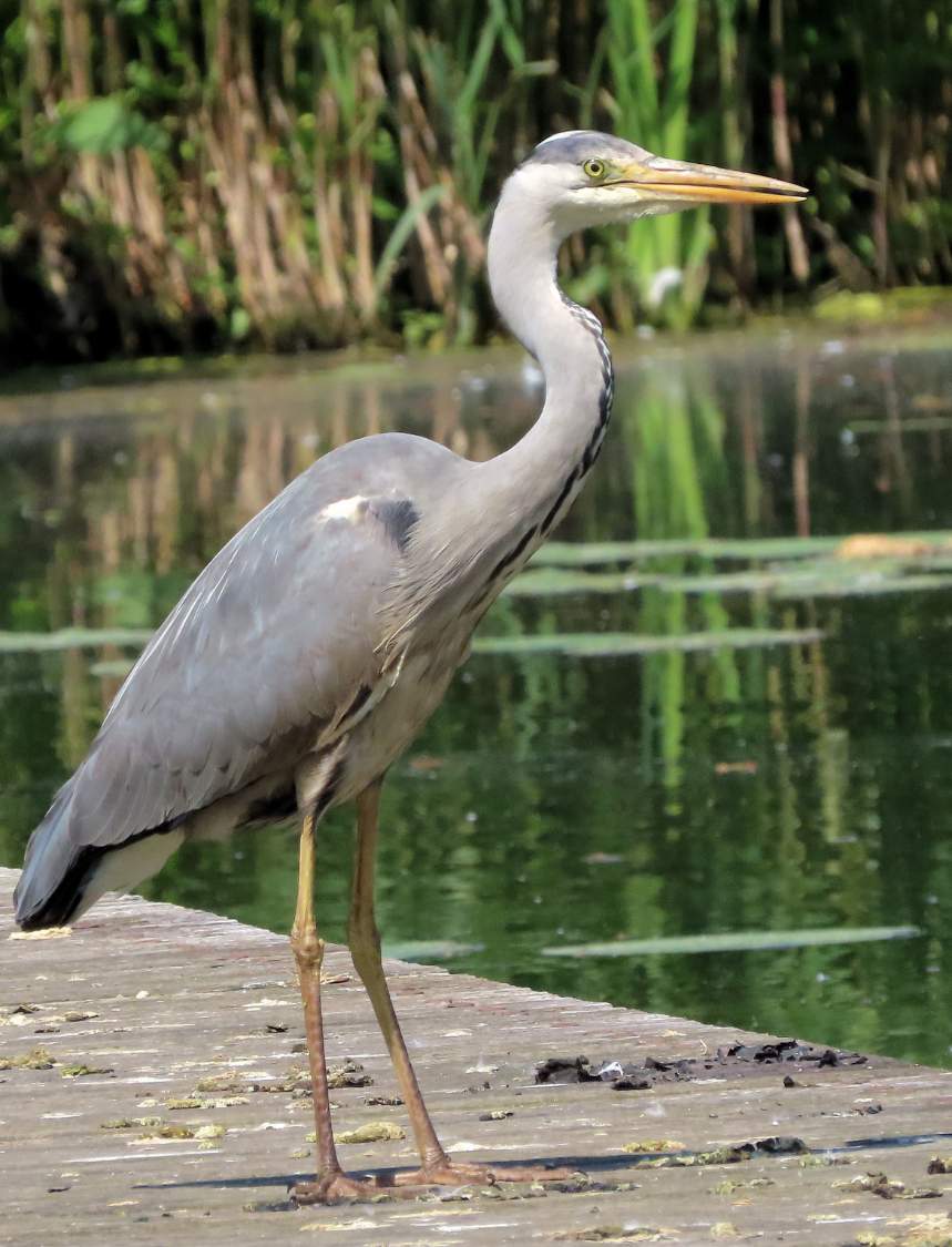 Solve great blue heron (blauwe reiger) jigsaw puzzle online with 63 pieces