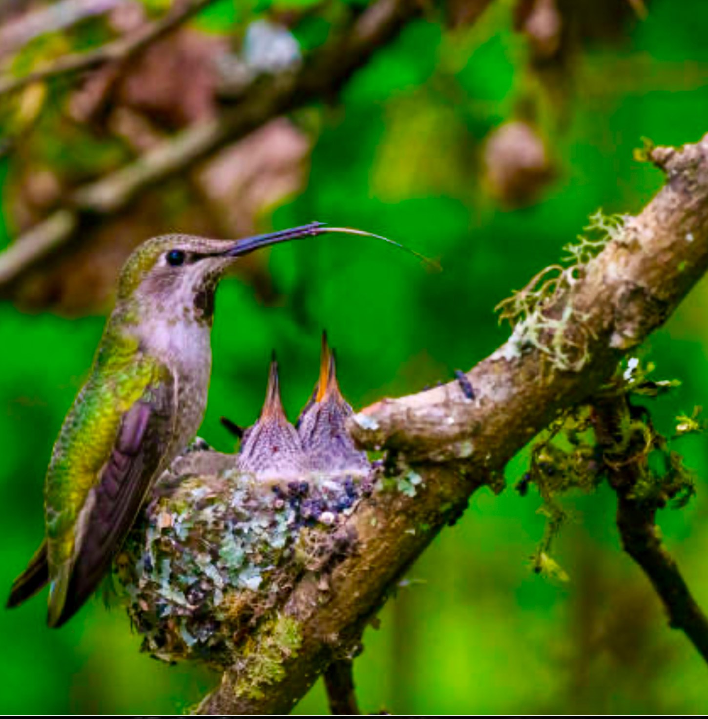 Jigsaw Puzzle | 🌺Hummingbird Babies🌺 | 100 pieces | Jigidi